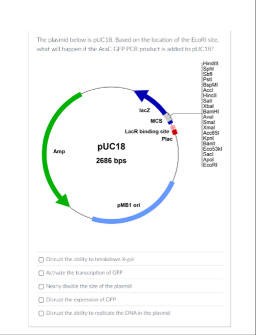 Solved The plasmid below is pUC18. ﻿Based on the location of | Chegg.com