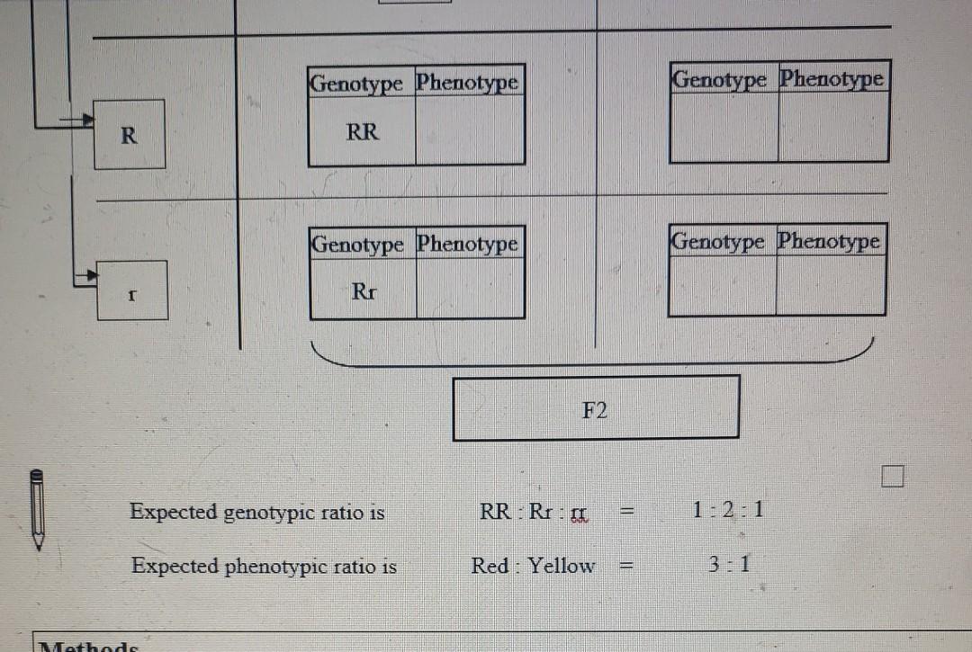 Solved Genotype Phenotype Genotype Phenotype X P1 RR Red I. | Chegg.com