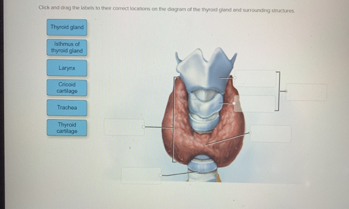 Solved click and drag the labels to their correct locations | Chegg.com