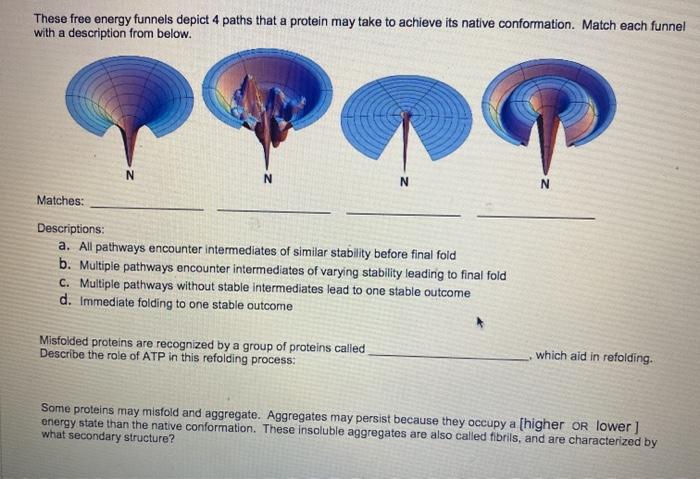 Solved These free energy funnels depict 4 paths that a | Chegg.com