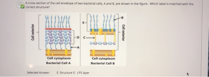 Solved A cross-section of the cell envelope of two bacterial | Chegg.com