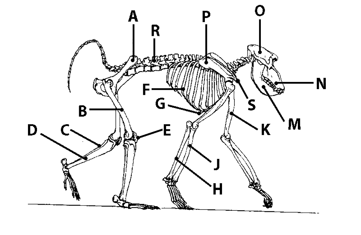 Solved With these options:Clavicle, Femur, Ribs, Phalanges, | Chegg.com