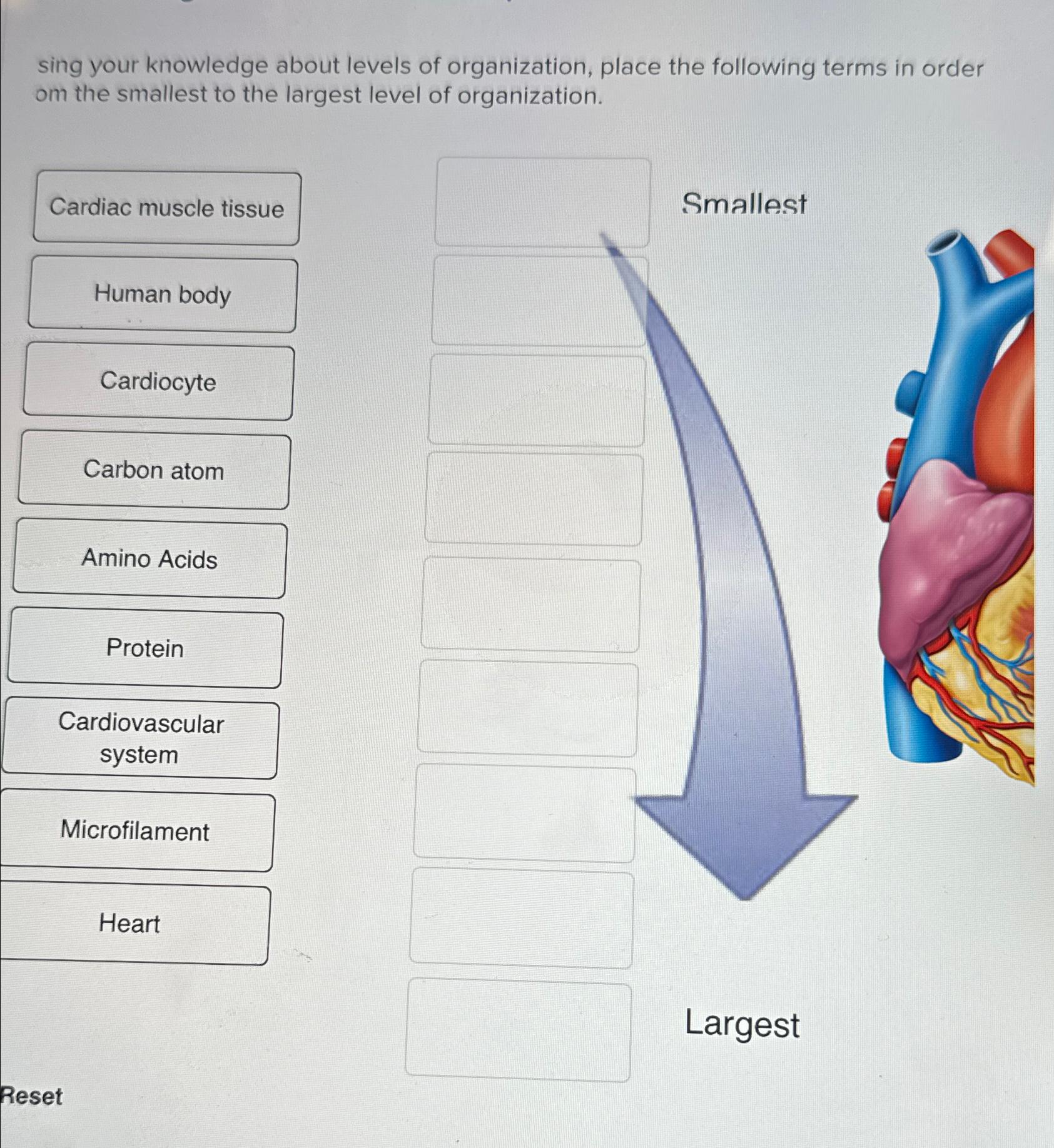Solved sing your knowledge about levels of organization, | Chegg.com