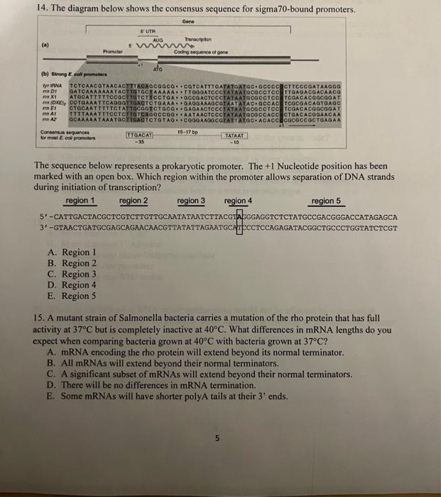 Solved The sequence below represents a prokaryotic promoter. | Chegg.com