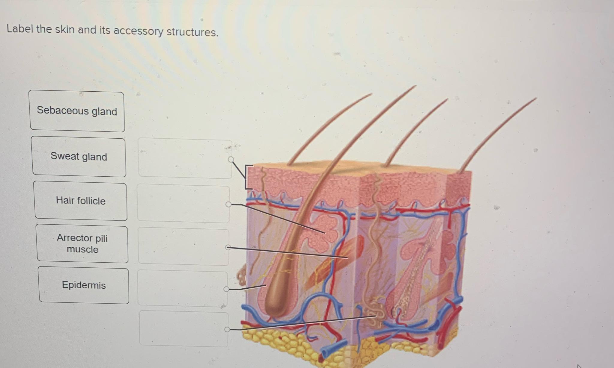 Solved Label the skin and its accessory structures. | Chegg.com