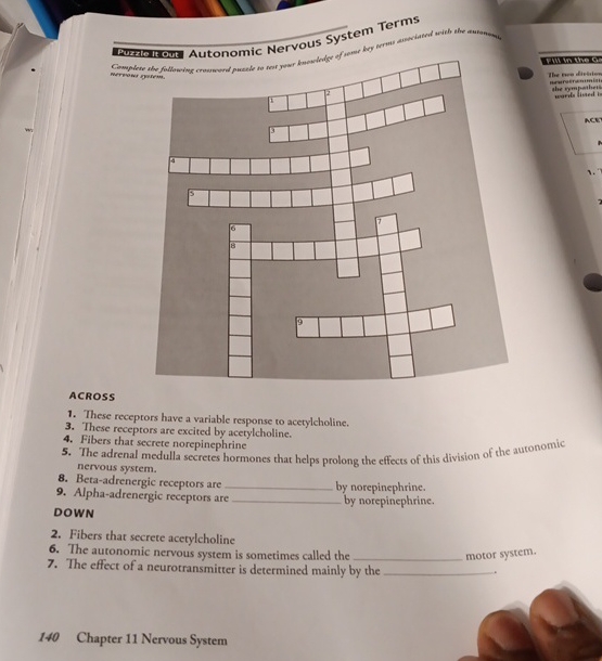 Solved Puzzle if Out Autonomic Nervous System TermsThe Exe | Chegg.com