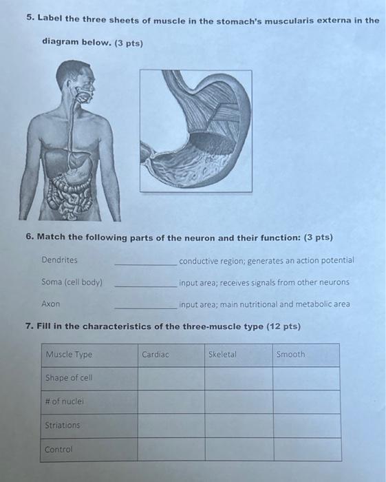 Solved 5. Label the three sheets of muscle in the stomach's | Chegg.com