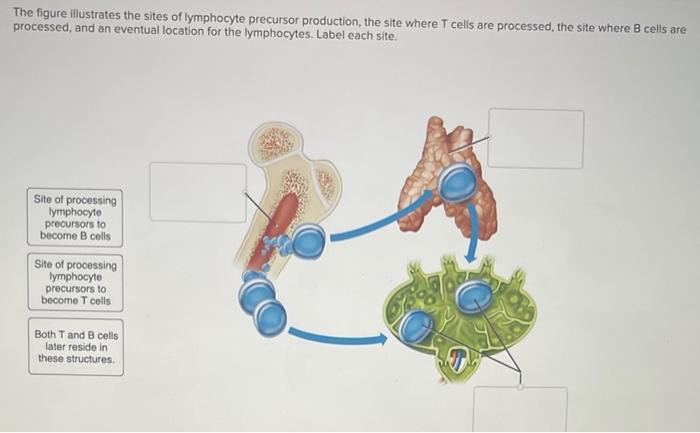 Solved The figure illustrates the sites of lymphocyte | Chegg.com