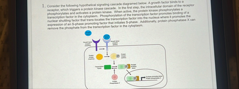 Solved Convider the following hypothebcal signaling cascade | Chegg.com