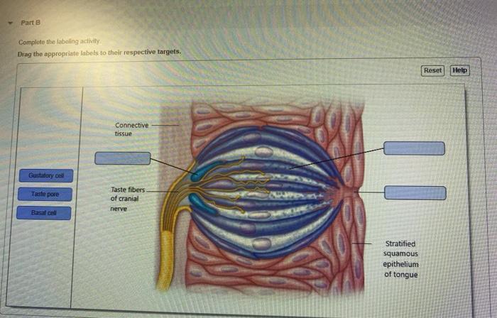 Solved Part B Complete The Labeling Activity Drag The Chegg