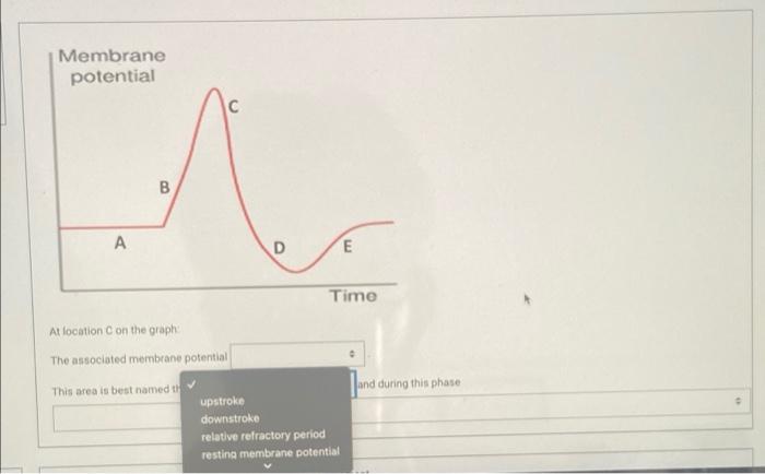 Solved At location C on the graph The as sociated membrane | Chegg.com