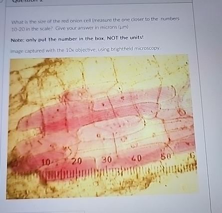 Solved What is the size of the red onion cell (measure the | Chegg.com