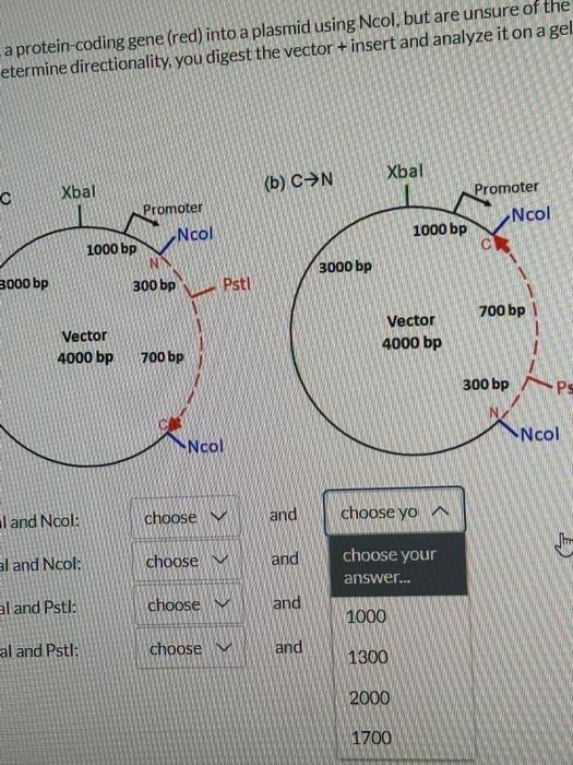 5 points You insert a protein-coding gene (red) into | Chegg.com