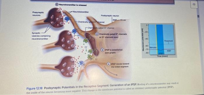 Solved Neurotransmitter is released Nemier Presynaptic | Chegg.com