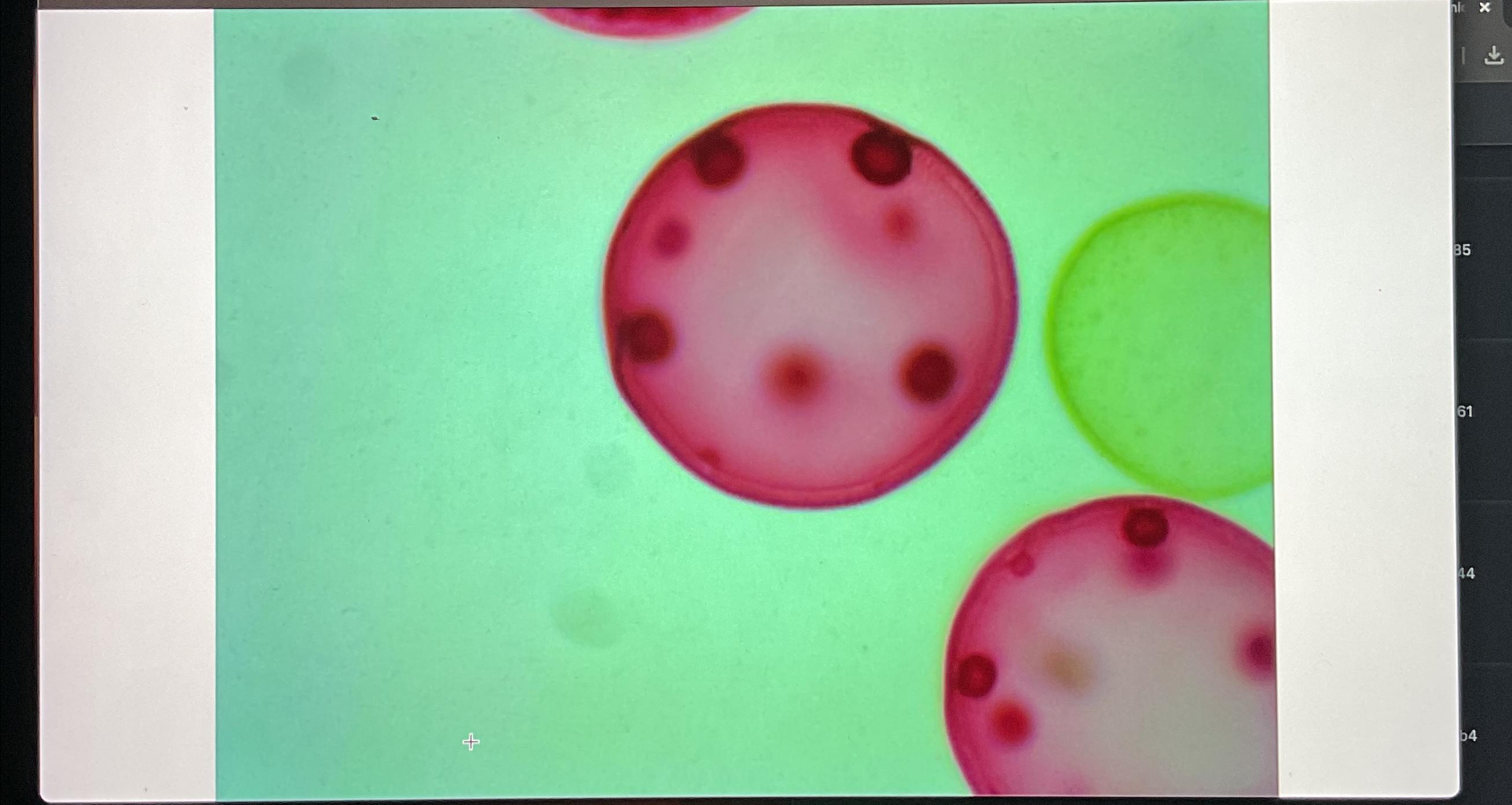 Solved Label somatic cell and gonidium | Chegg.com