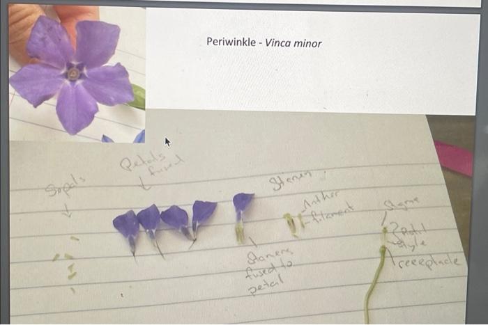 Solved Table 1. Flower Observations - Fill in the table as | Chegg.com