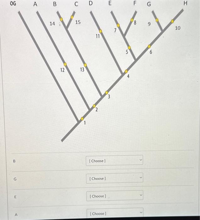 Solved The following is a character matrix for the various | Chegg.com