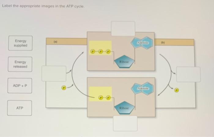 Solved Label the appropriate images in the ATP cycle. | Chegg.com