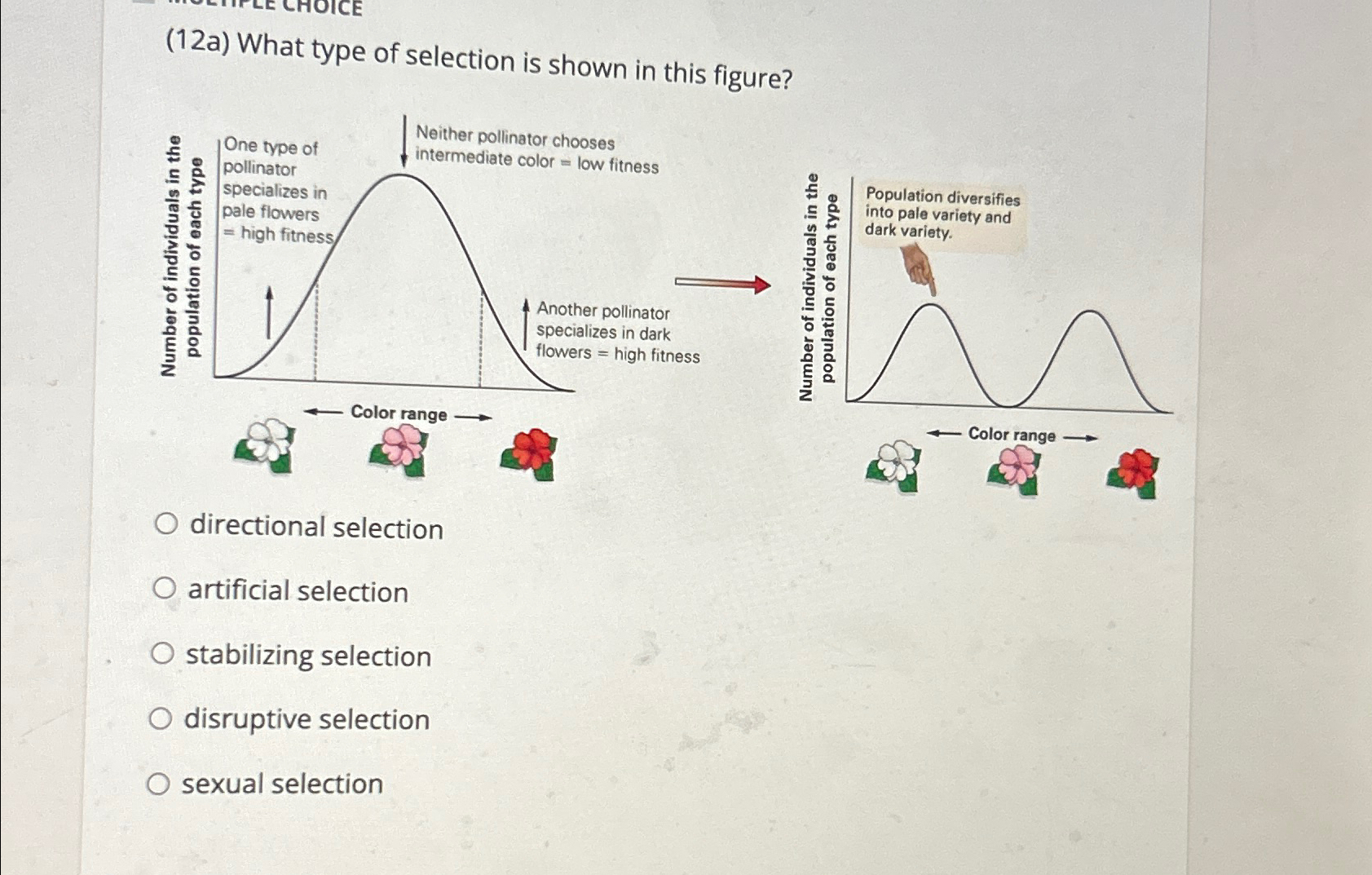 Solved (12a) ﻿What type of selection is shown in this | Chegg.com