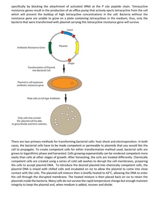 Solved Molecular Cloning Purpose: To become familiar with | Chegg.com
