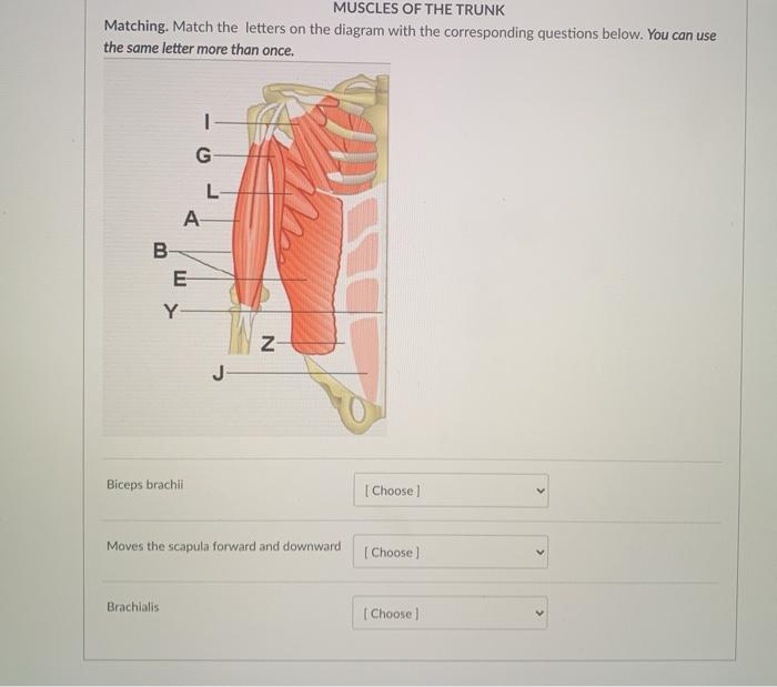 Solved Label: Hamstring Muscle Group Back view B Side view B | Chegg.com