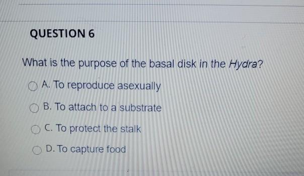 Solved QUESTION 6 What is the purpose of the basal disk in | Chegg.com