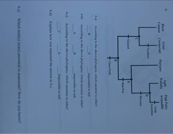 Solved 4.a) According to the above phylogeny, which ancestor | Chegg.com