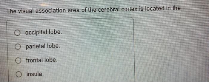 Solved The visual association area of the cerebral cortex is | Chegg.com