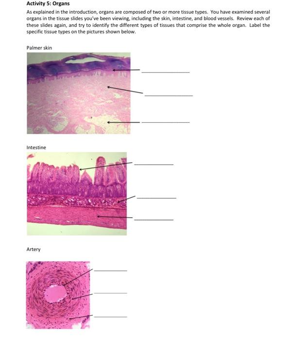 Solved Activity 5: Organs As explained in the introduction, | Chegg.com
