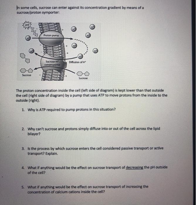 Solved In some cells, sucrose can enter against its | Chegg.com