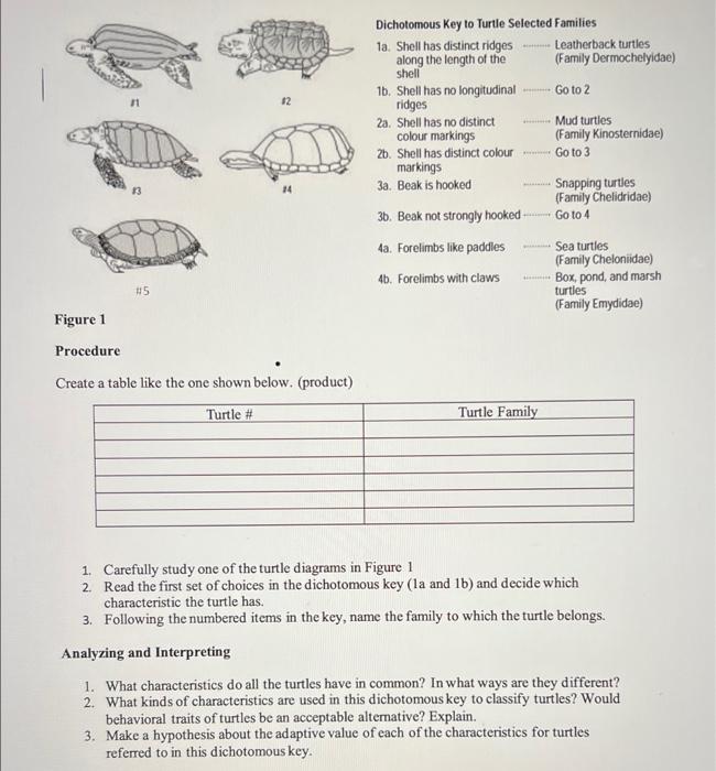 Solved TEST 12 Dichotomous Key to Turtle Selected Families | Chegg.com