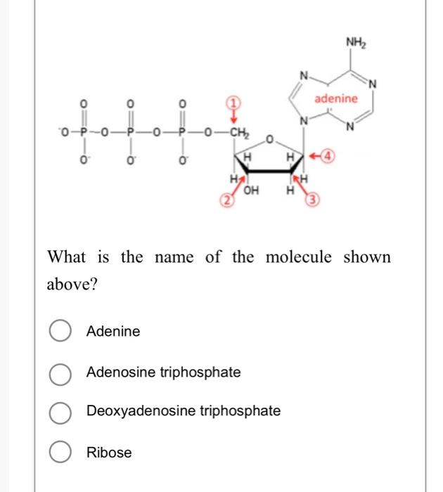 Solved What is the name of the molecule shown above? Adenine | Chegg.com