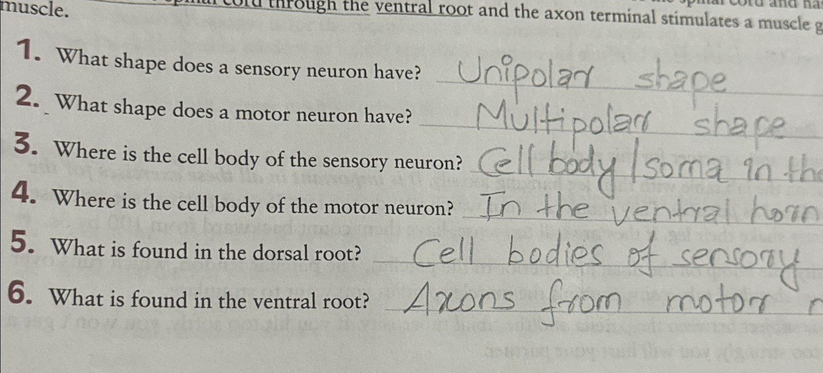 Solved What shape does a sensory neuron have? Unipolar | Chegg.com