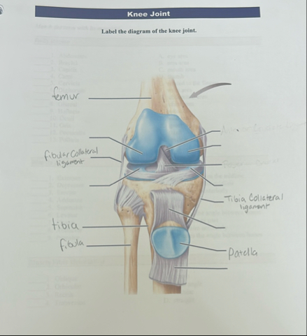 Solved Knee JointLabel the diagram of the knee joint. | Chegg.com