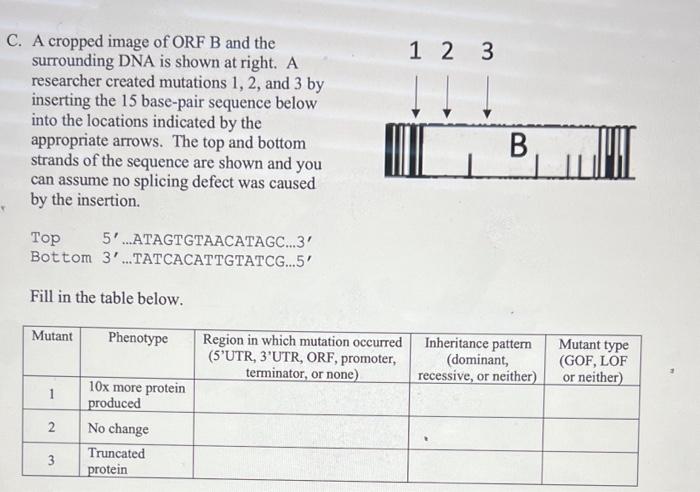 Solved Open Reading Frames (ORFs) A, B, C, and D are labeled | Chegg.com