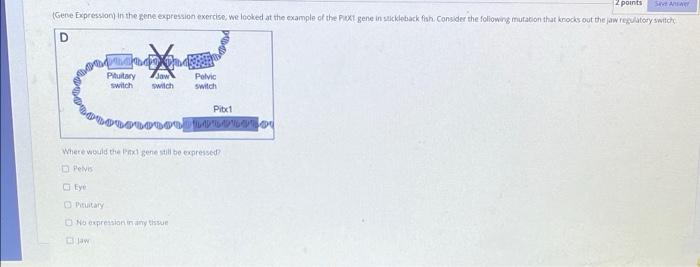 Solved 2 points (Gene Expression in the gene expression | Chegg.com