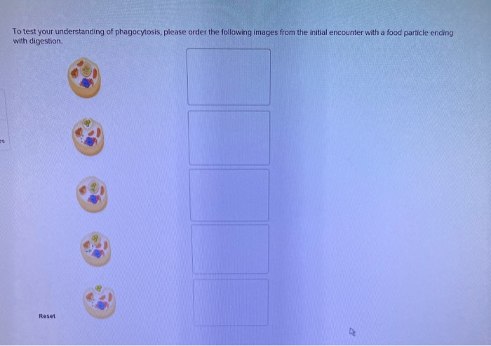 Solved Please label the image to assess your knowledge of | Chegg.com