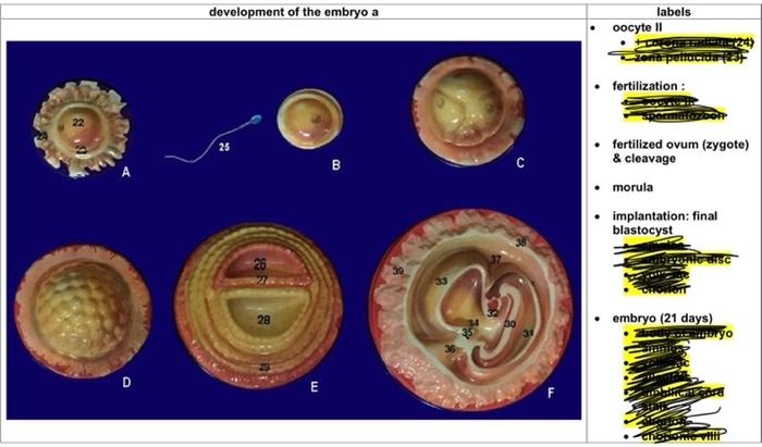 Solved development of the embryo a labels oocyte 11 zorla | Chegg.com
