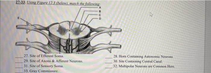 Solved 27-33. Using Figure 12.3 (below), match the | Chegg.com
