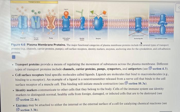 Solved Figure 4.6 Plasma Membrane Proteins. The major | Chegg.com