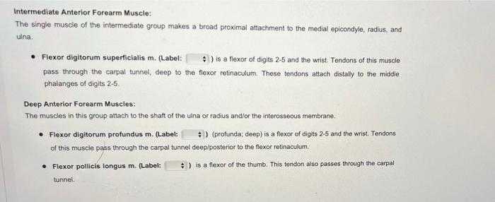 Solved QUESTION 8 Labeling Pre-Lab: Posterior Forearm | Chegg.com