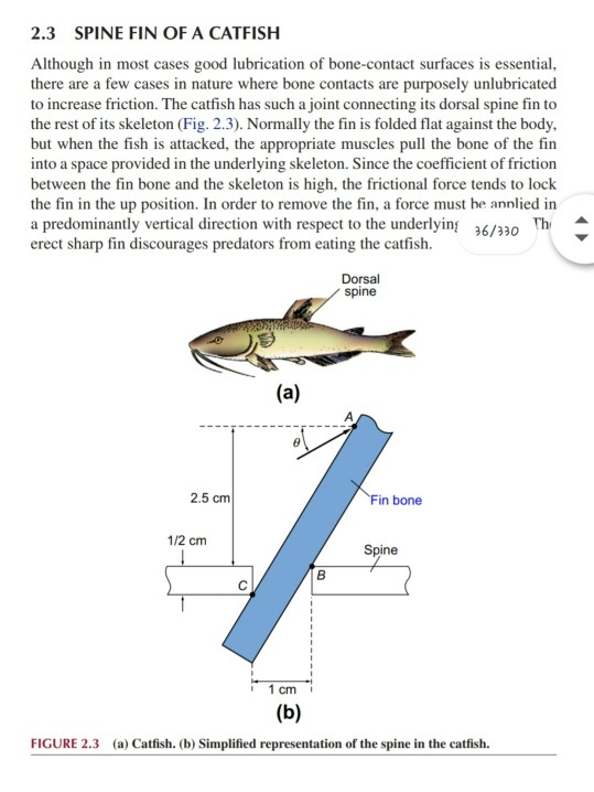 2.3 SPINE FIN OF A CATFISH Although in most cases | Chegg.com