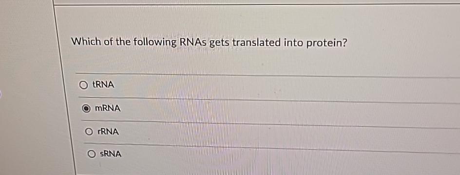 Solved Which of the following RNAs gets translated into | Chegg.com
