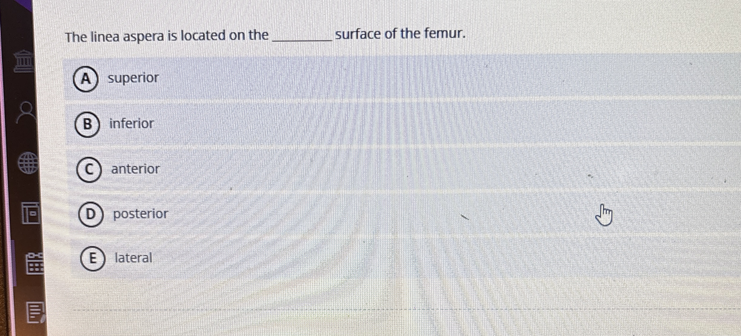 Solved The linea aspera is located on the q, ﻿surface of the | Chegg.com