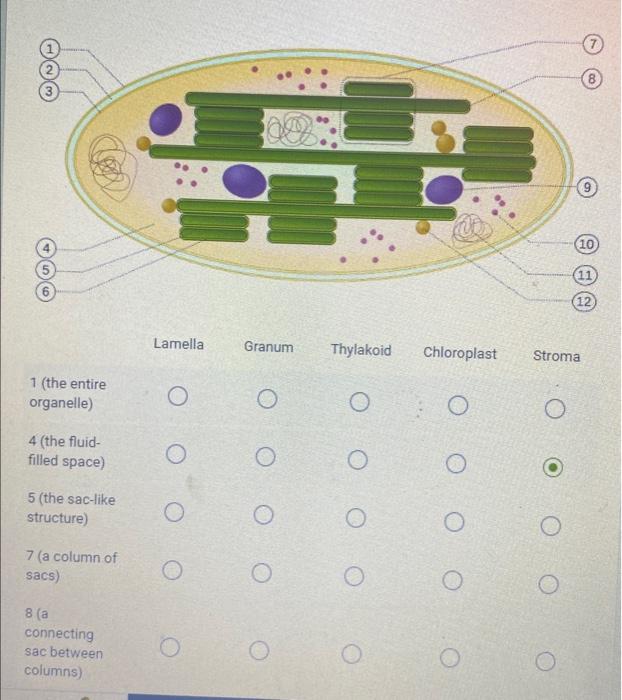Solved Lamella Granum Thylakoid Chloroplast Stroma 1 (the | Chegg.com