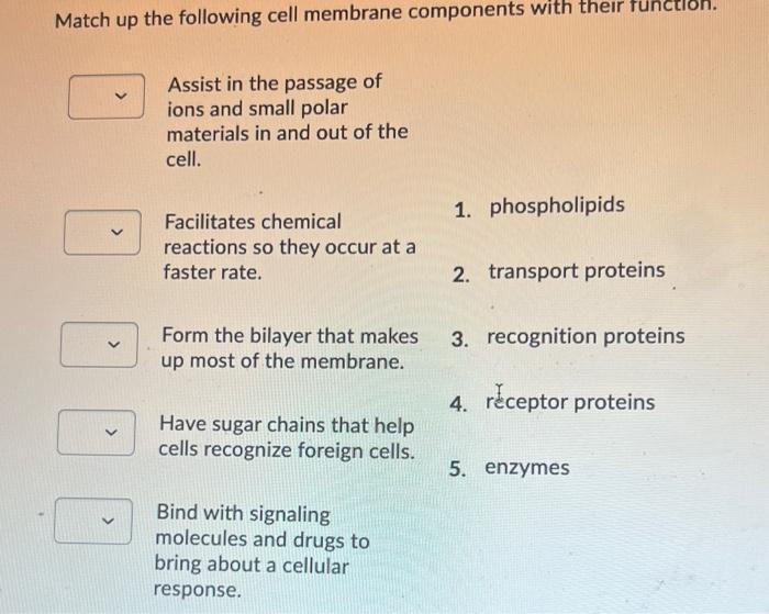 Solved n. Match up the following cell membrane components | Chegg.com
