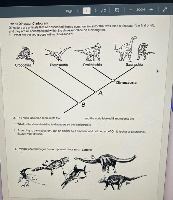 Solved - Page of 2 ZOOM + Part 1: Dinosaur Cladogram | Chegg.com