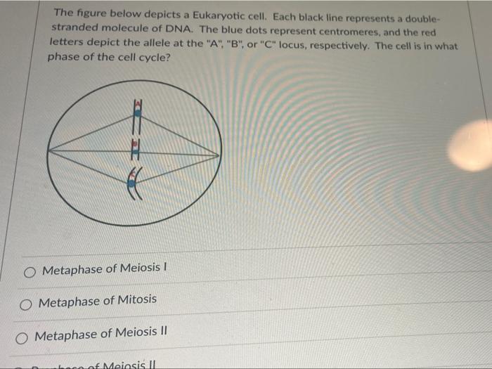 Solved The figure below depicts a Eukaryotic cell. Each | Chegg.com