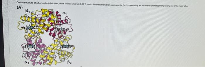 Solved On the structure of a hemoglobin tetramer, mark the | Chegg.com