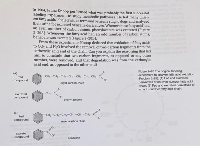 Solved In 1904, Franz Knoop performed what was probably the | Chegg.com